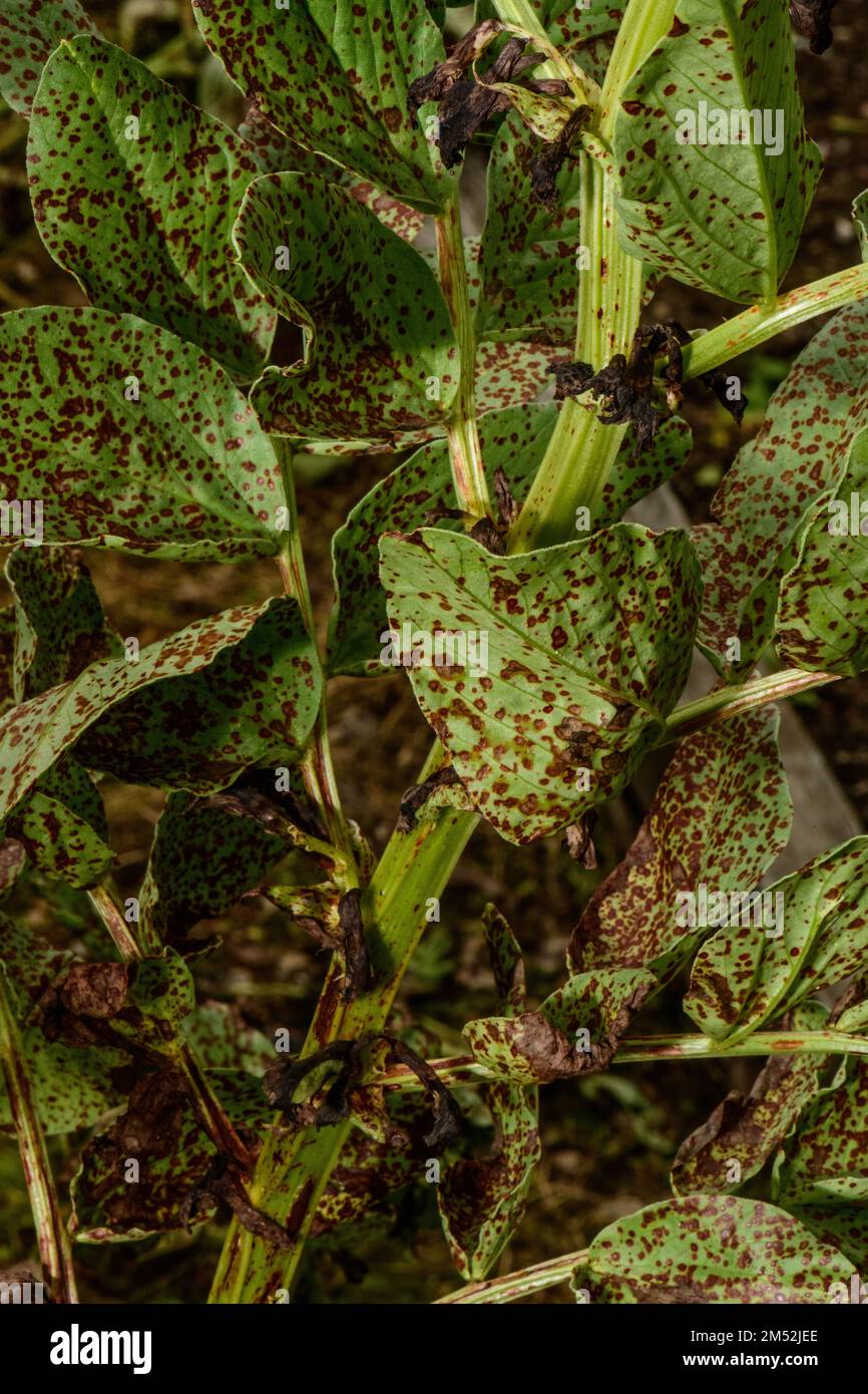 Severe case of Chocolate Spot on Broad Bean plant Stock Photo - Alamy