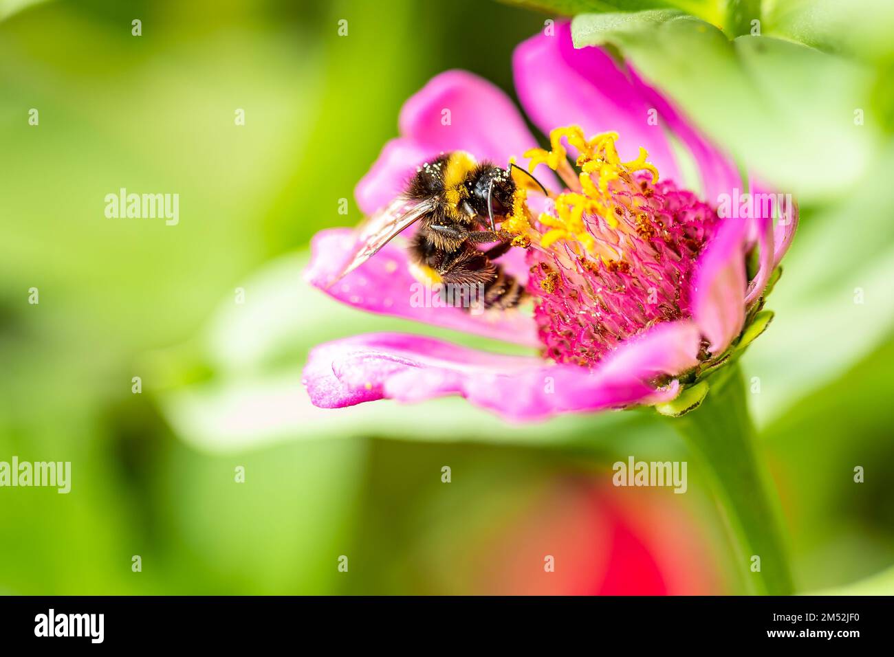 A macro of a honey bee pollenating on a beautiful pink flower in a ...