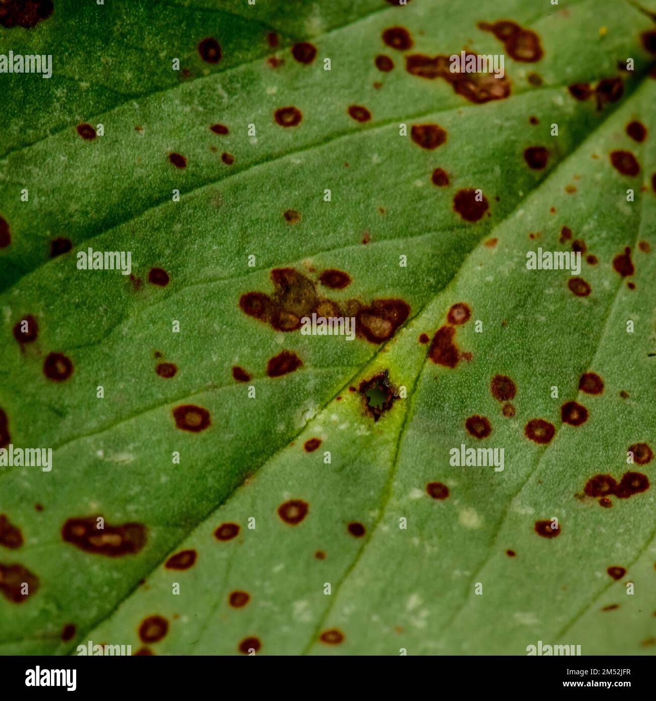 Chocolate Spot Fungus on Broad Bean crop in the vegatable garden Stock ...