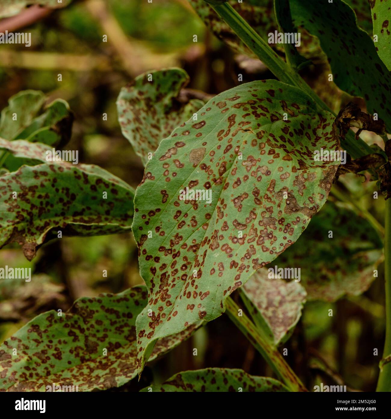 Chocolate Spot Fungus on Broad Bean crop in the vegatable garden Stock ...
