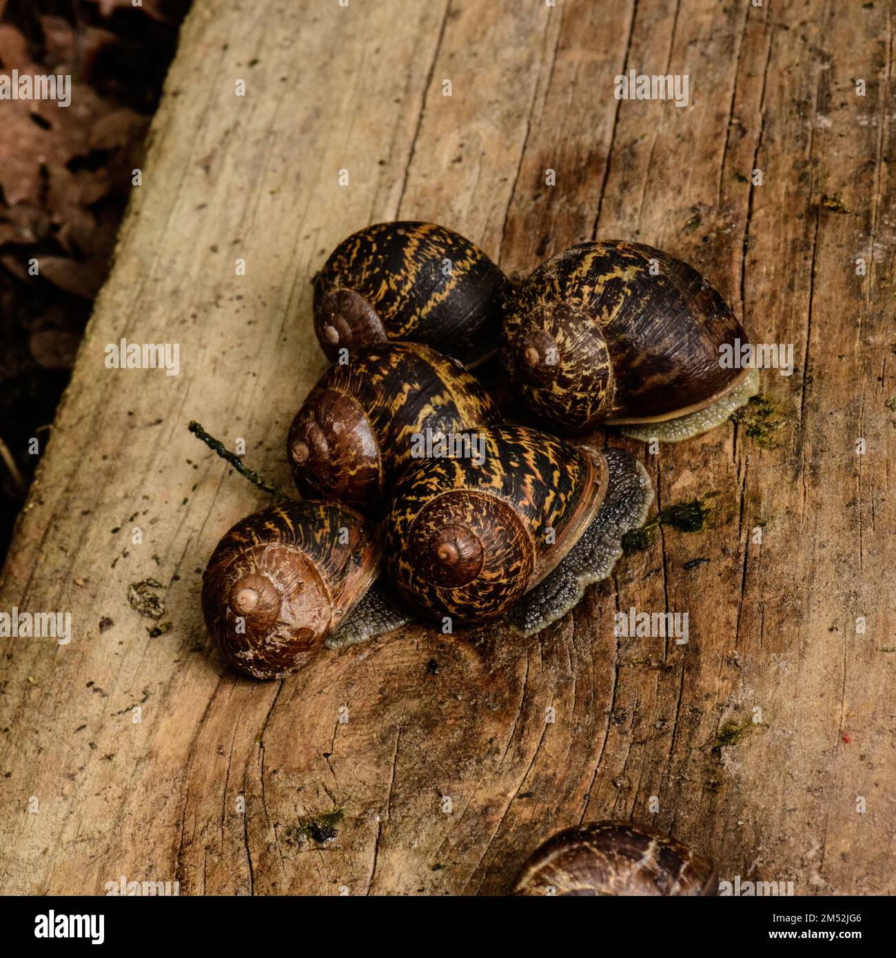Snails sleeping off a meal under a plank in the vegetable garden Stock ...