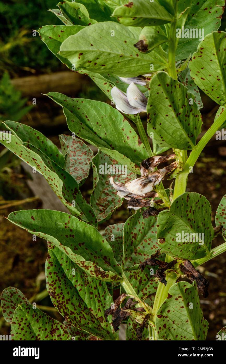 Chocolate Spot Fungus on Broad Bean crop in the vegatable garden Stock ...