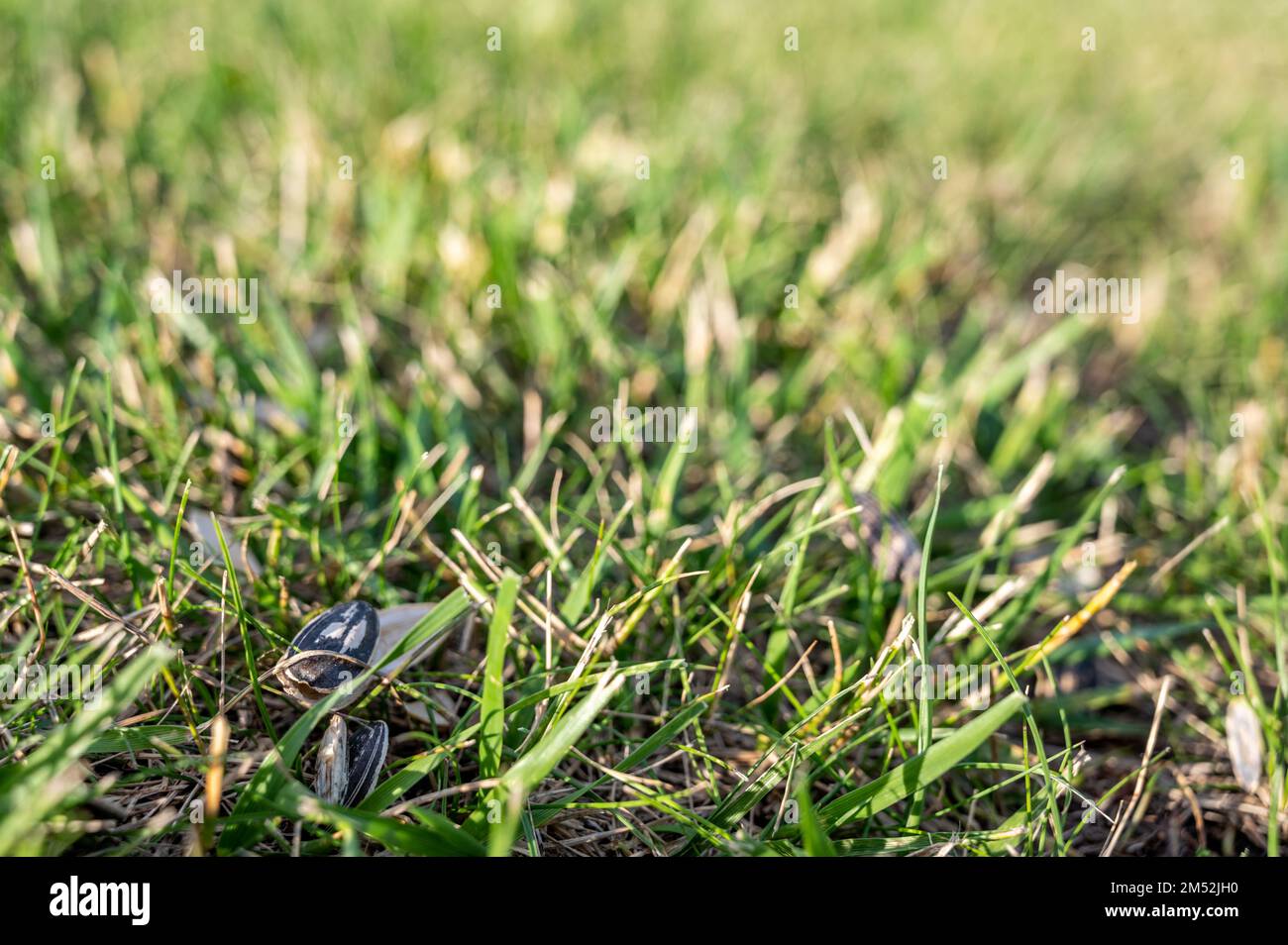 Empty sunflower seed shells tossed in on the ground and grass Stock ...