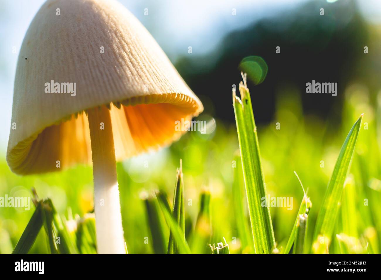Conocybe fungus hi-res stock photography and images - Alamy