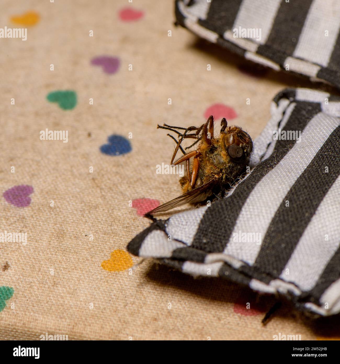 Sleeping insect hi-res stock photography and images - Alamy