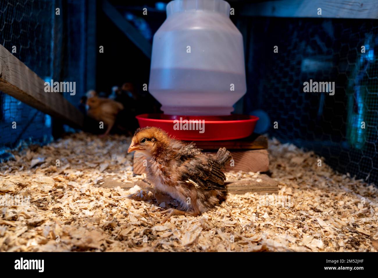 Young chicks inside a chicken brooder cage with a heat lamp, wood ...