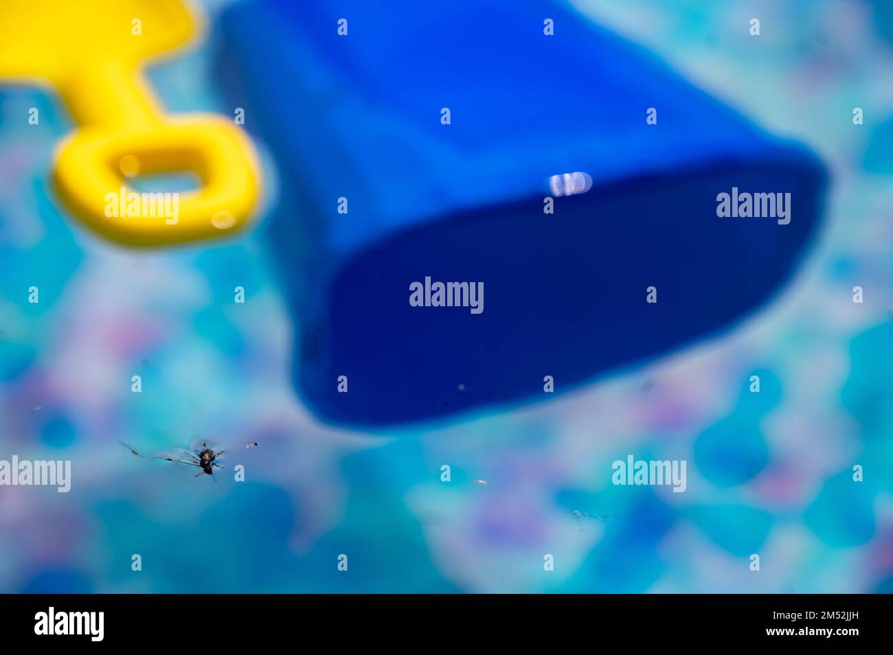 winged insect floating on the surface of a swimming pool Stock Photo ...
