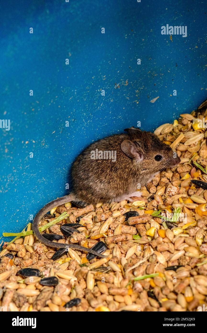 Happy Mouse feasting in the chicken food bin Stock Photo - Alamy