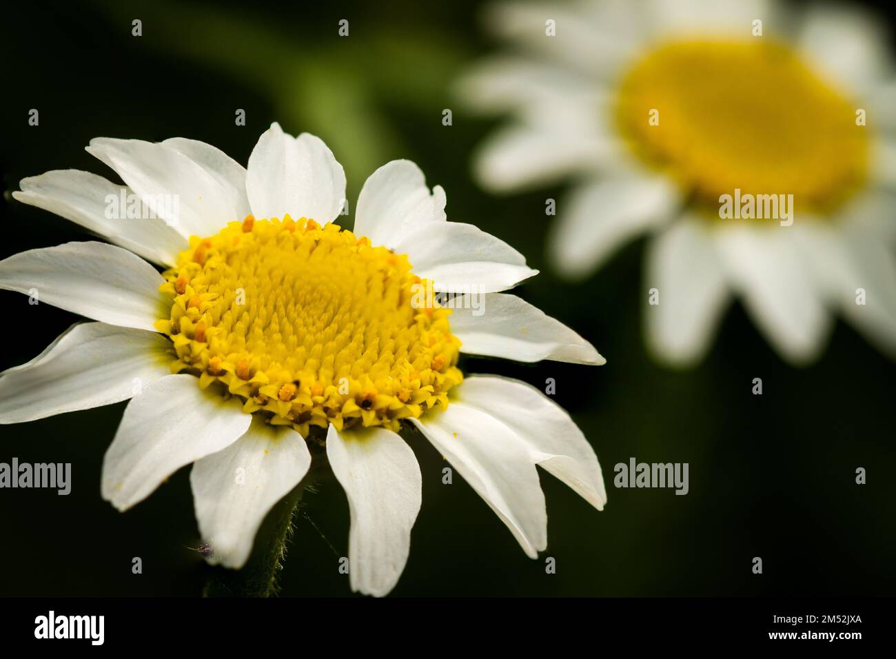 A close up of an Anacyclus clavatus flower on a blurred, natural ...