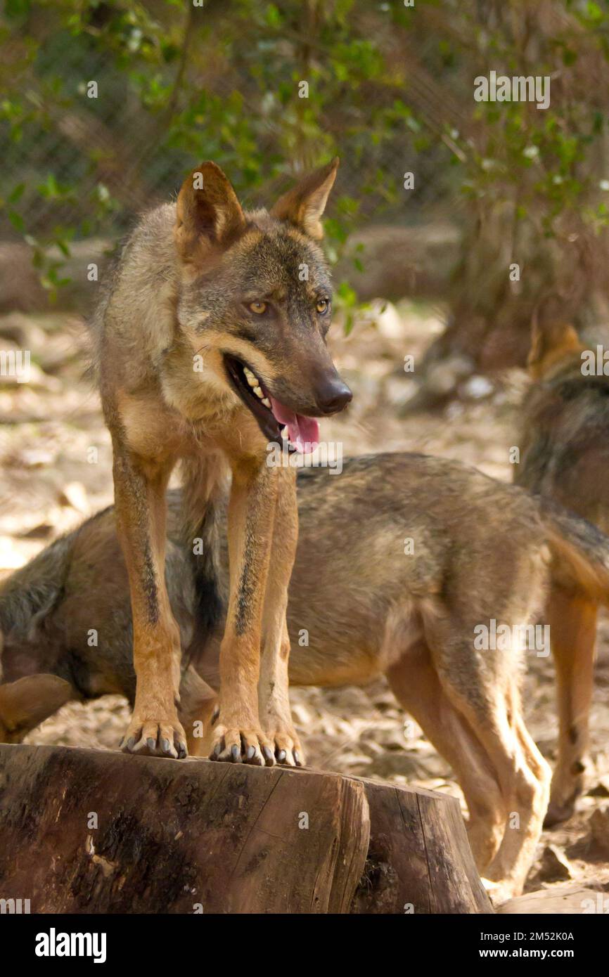 An Iberian wolf (Canis lupus signatus) standing on a tree stump with ...
