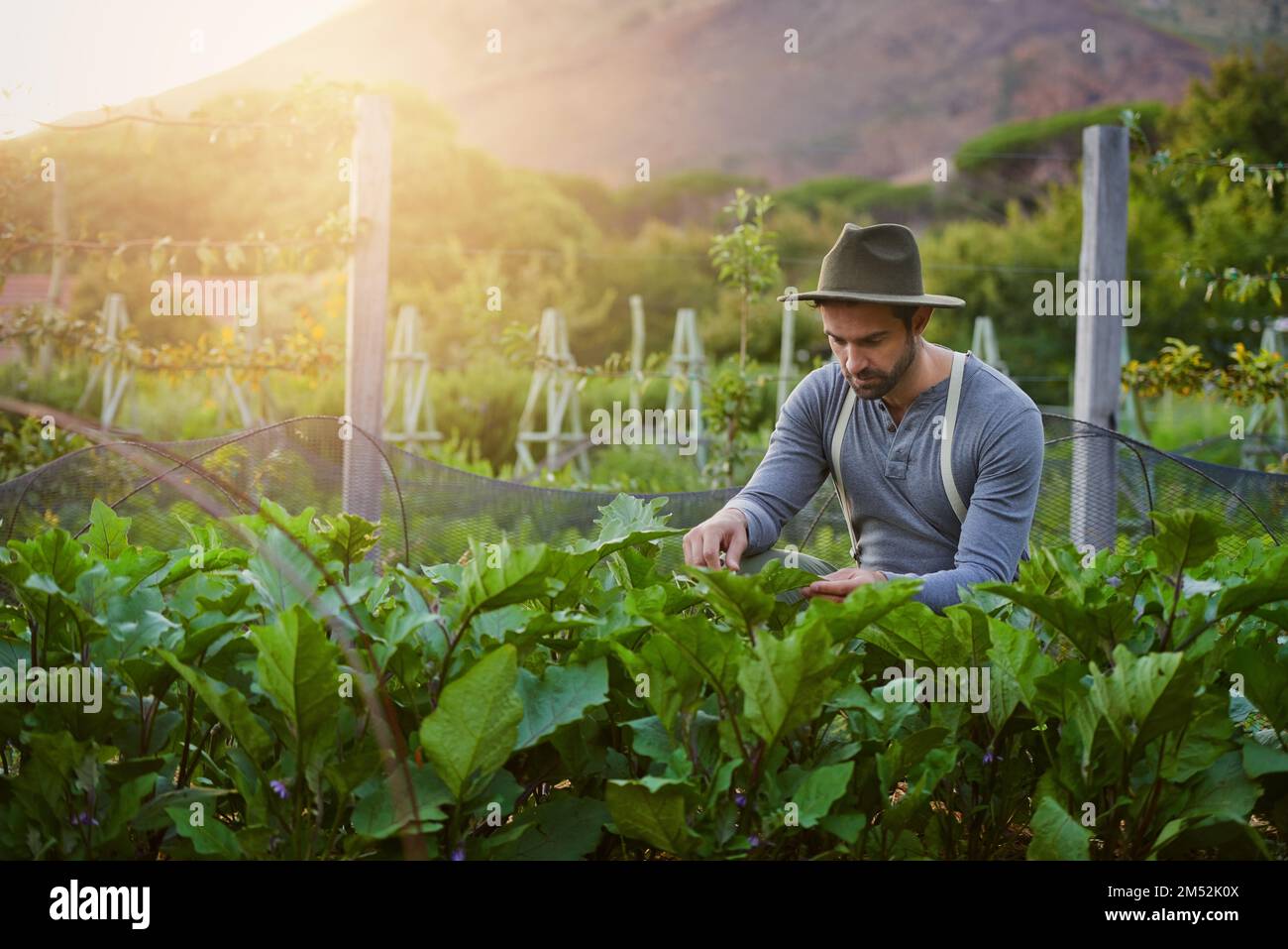Successful harvest hi-res stock photography and images - Alamy