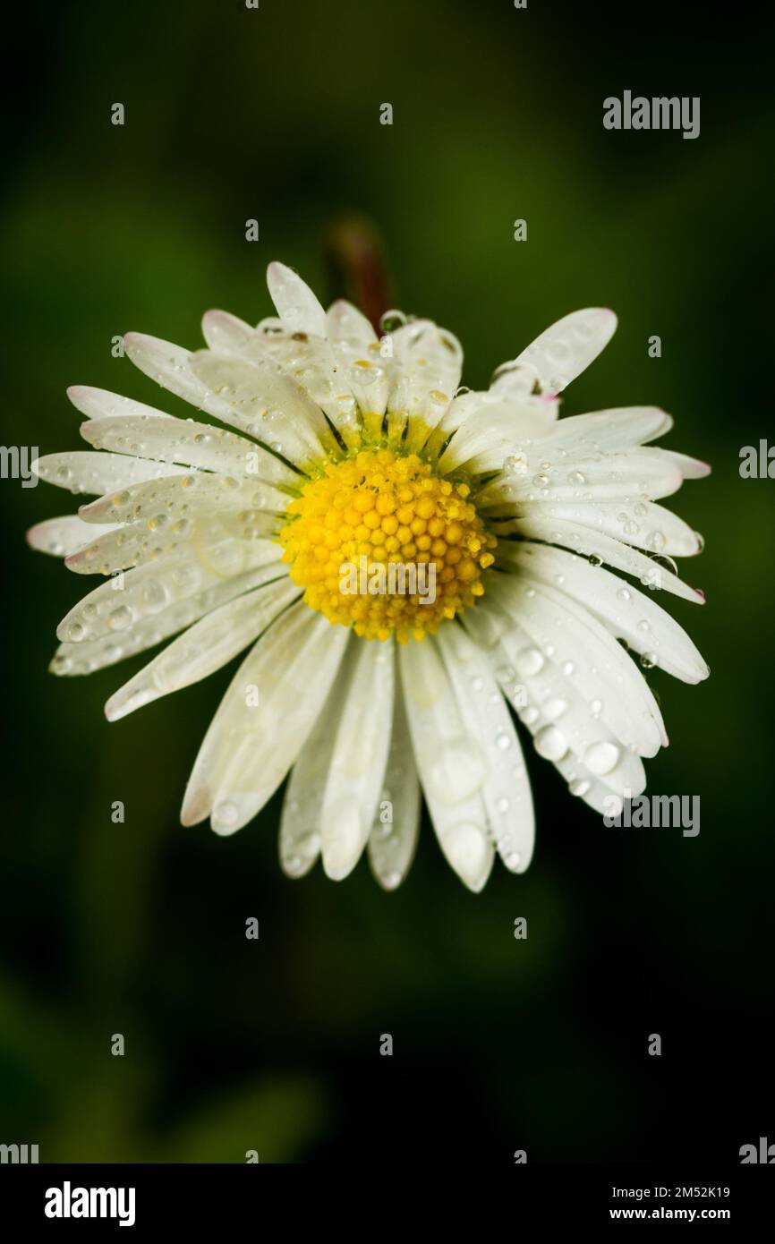A close up of a Common daisy covered in water drops on a natural ...