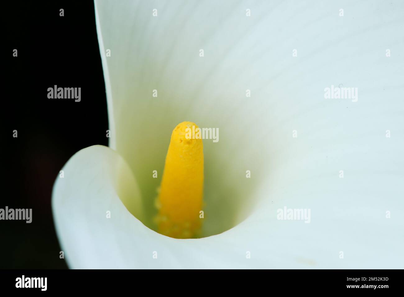 A macro shot of the yellow spadix in an Arum lily isolated on a black ...