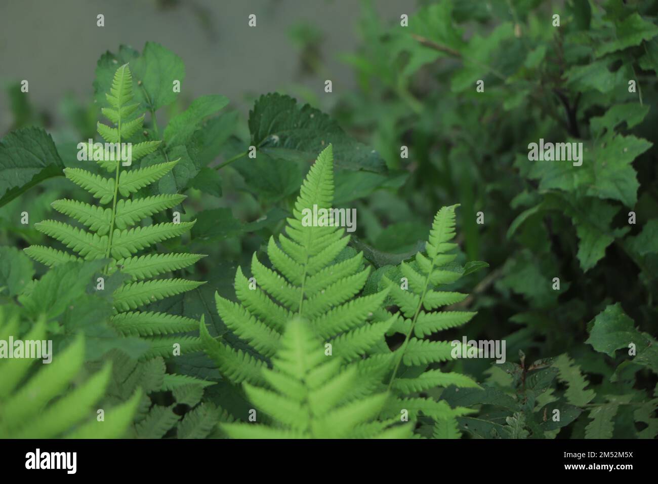 A fern in rain forest of bangladesh Stock Photo - Alamy