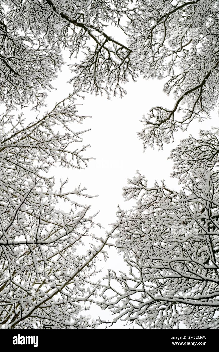 Tree canopy pattern hi-res stock photography and images - Alamy