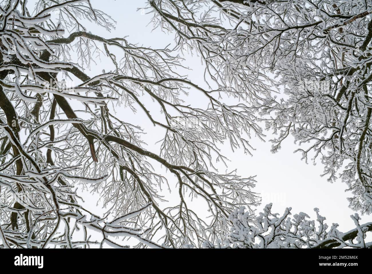 Tree Canopy in the Snow Pattern. Cotswolds, Worcestershire, England ...