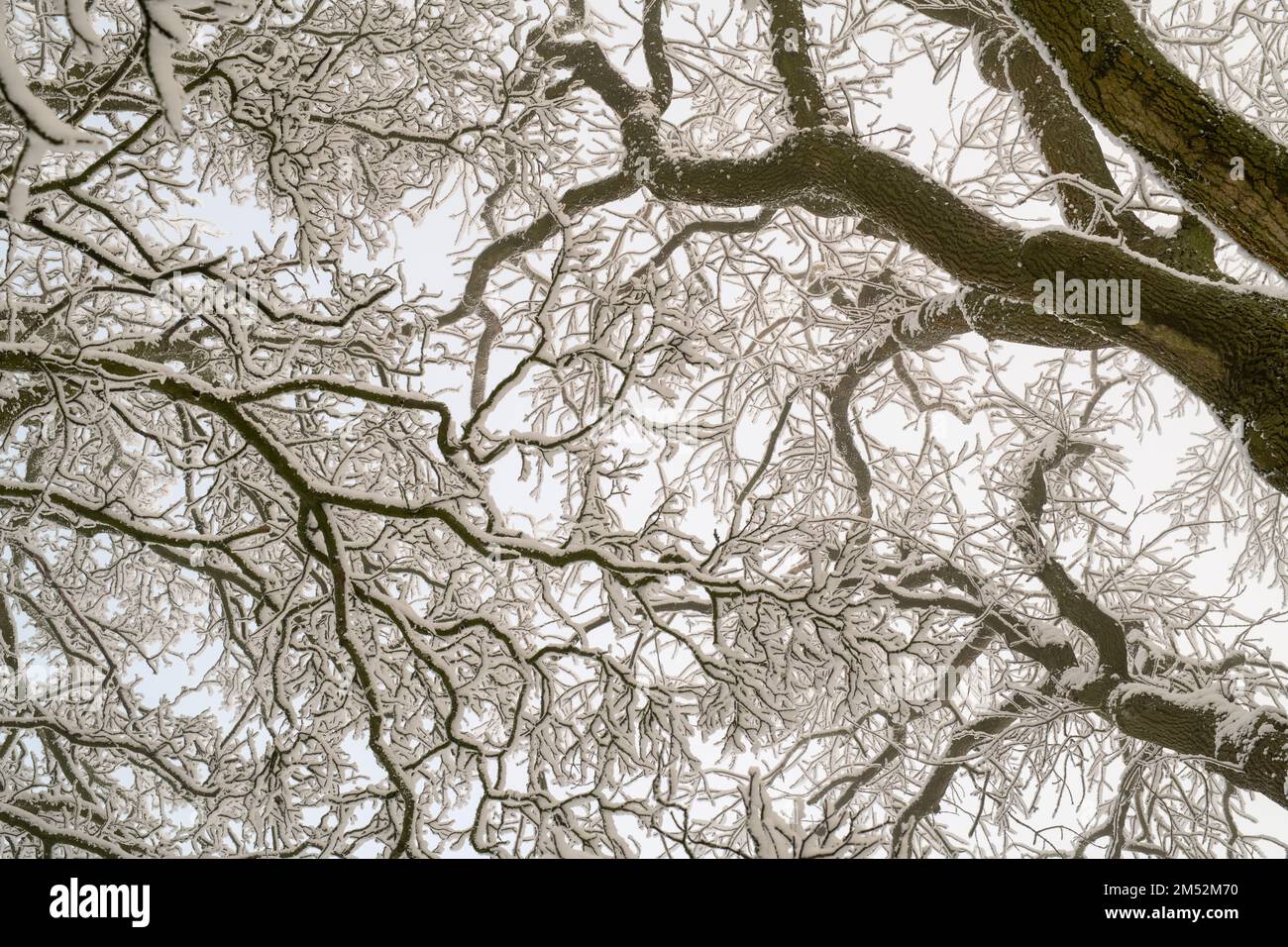 Tree canopy pattern hi-res stock photography and images - Alamy