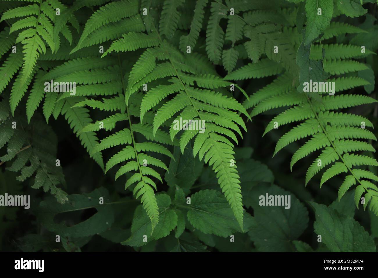 Beautiful fern leaf texture in nature. Natural ferns background Fern ...