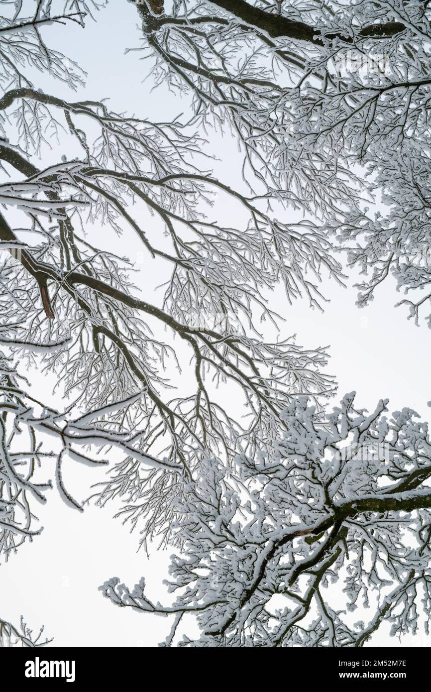Tree Canopy in the Snow Pattern. Cotswolds, Worcestershire, England ...