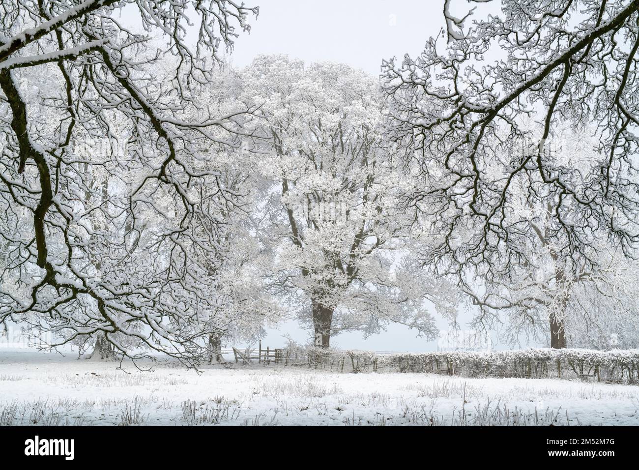 Trees in the snow and fog on Broadway Hill along the cotswold way ...