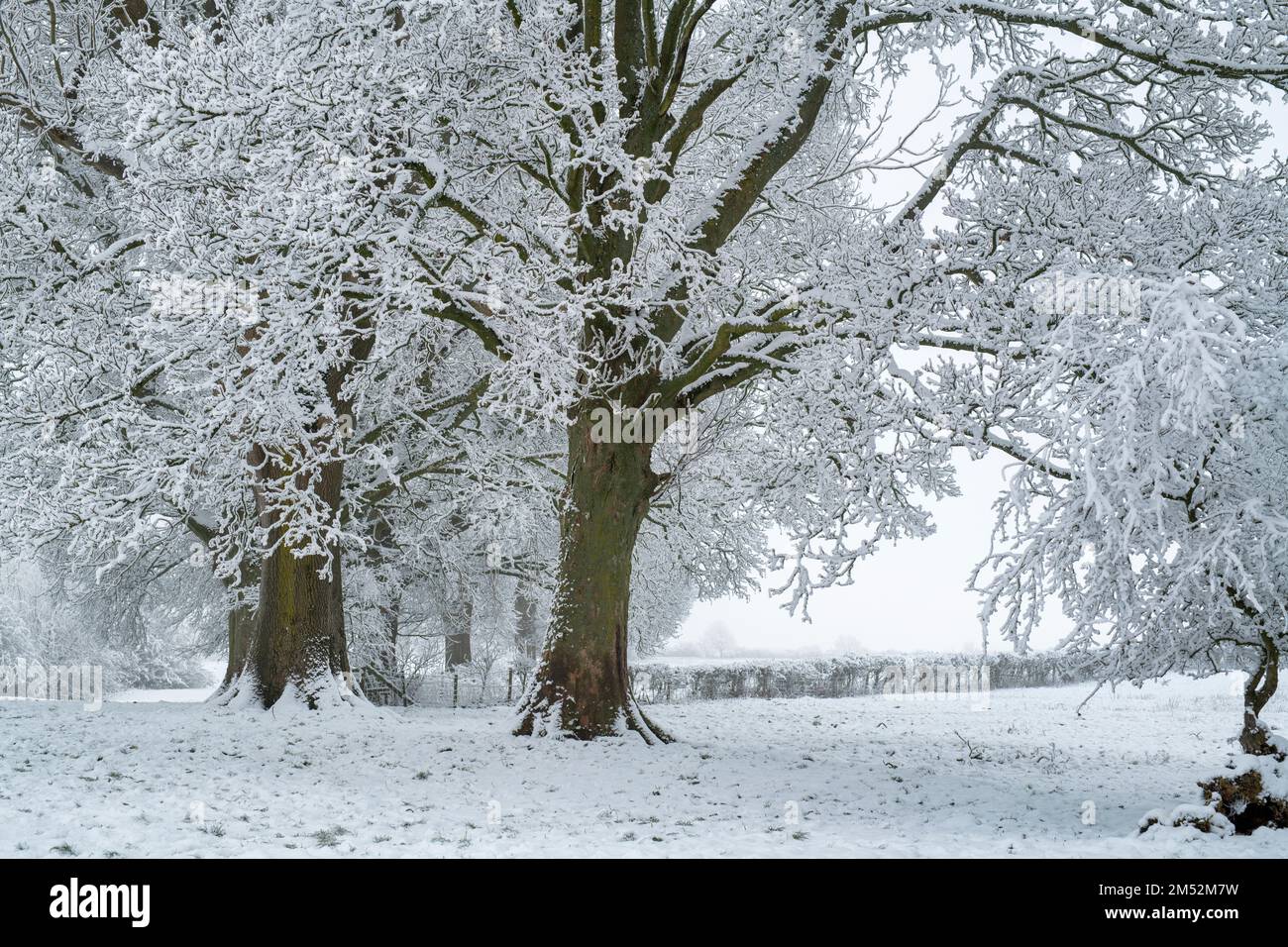Trees in the snow and fog on Broadway Hill along the cotswold way ...