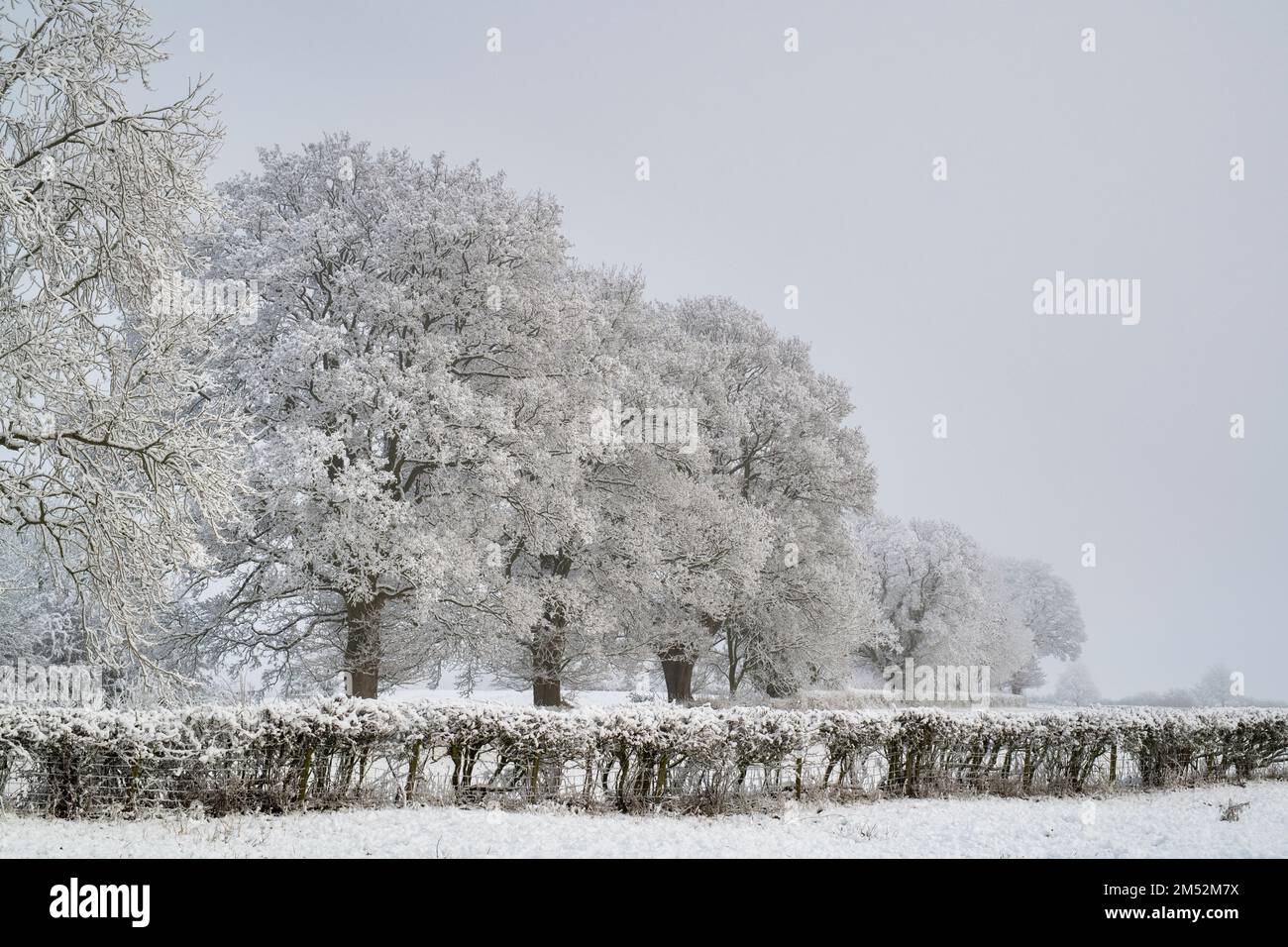 Trees in the snow and fog on Broadway Hill along the cotswold way ...
