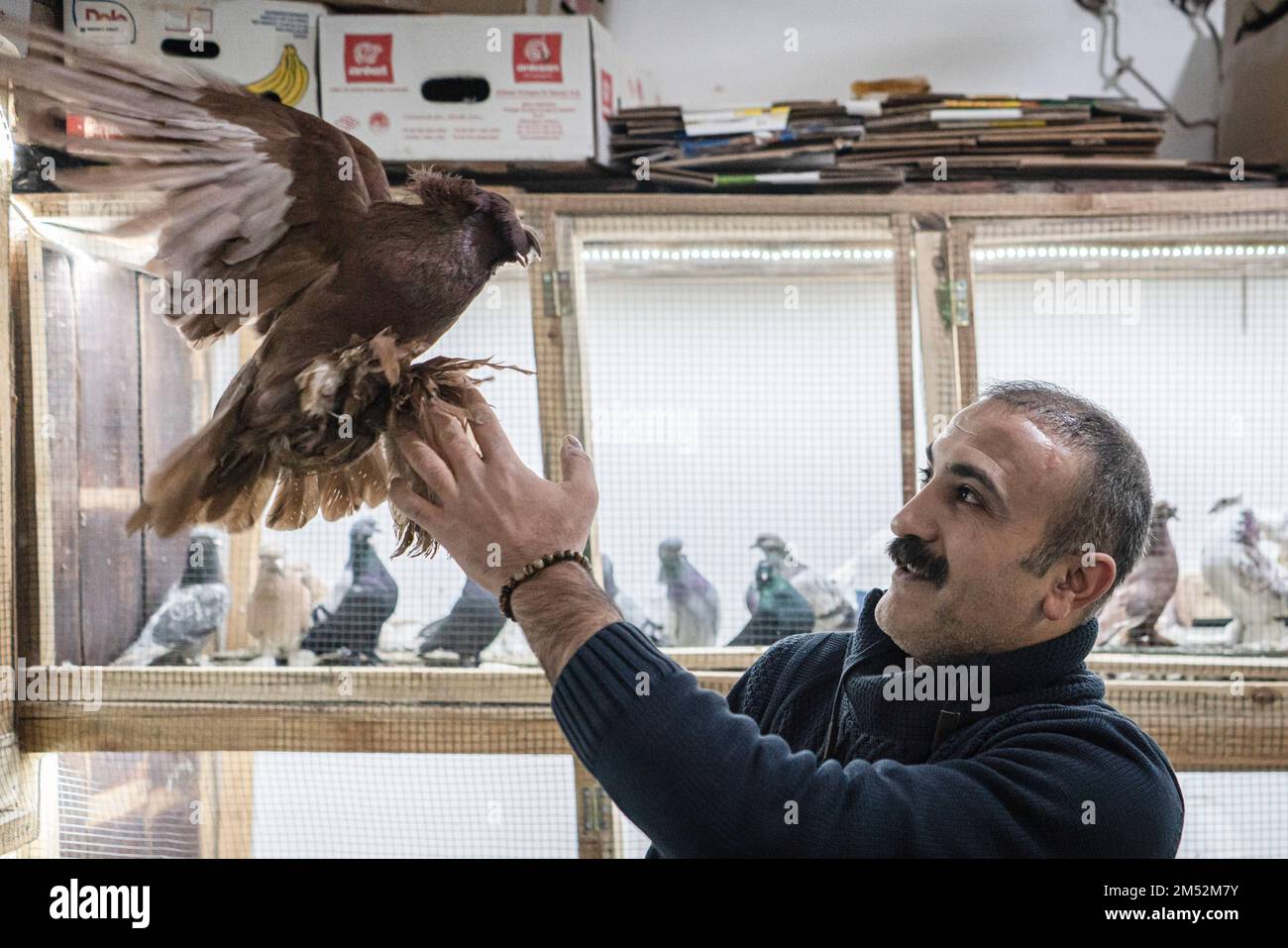 Doha bird hi-res stock photography and images - Alamy