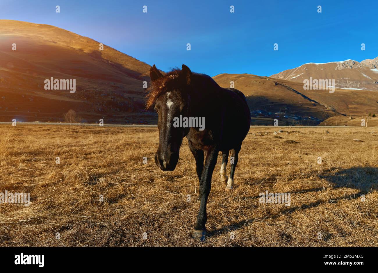 horses graze in the autumn mountains Stock Photo - Alamy