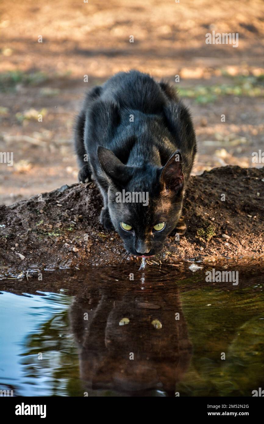 Black water cat hi-res stock photography and images - Alamy
