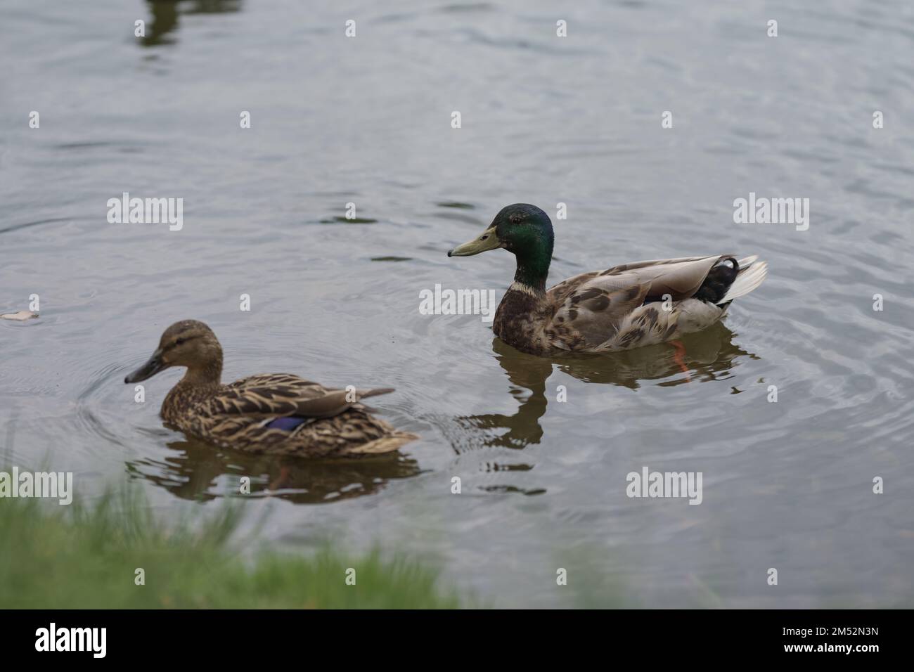 common ducks swimming in a lake , shallow focus Stock Photo - Alamy