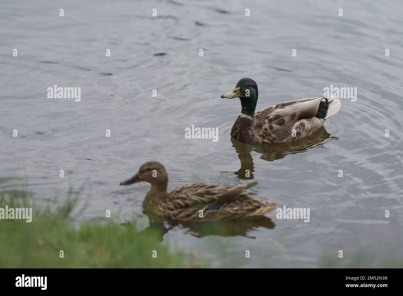 common ducks swimming in a lake , shallow focus Stock Photo - Alamy