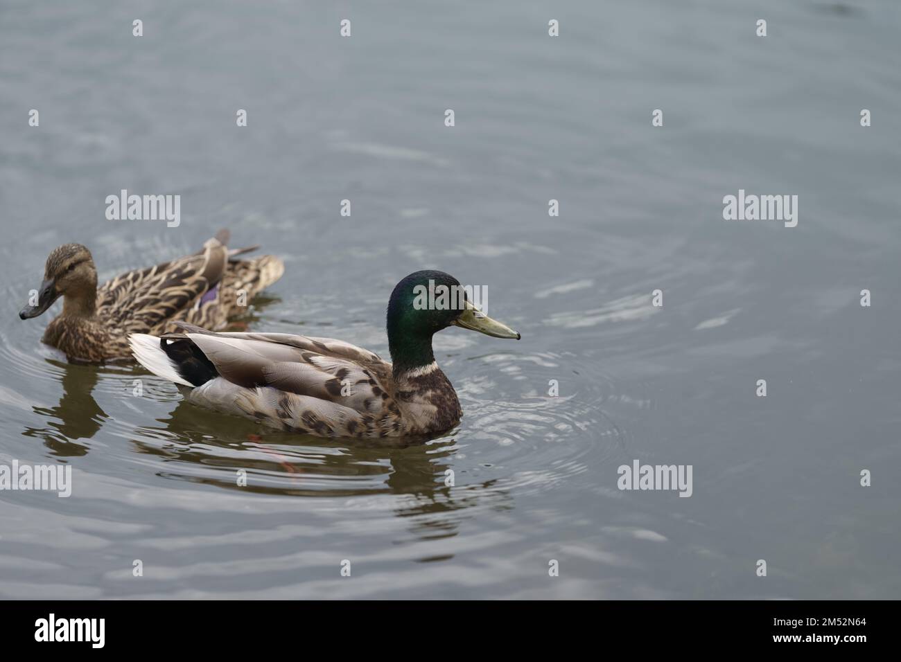 Common ducks hi-res stock photography and images - Alamy