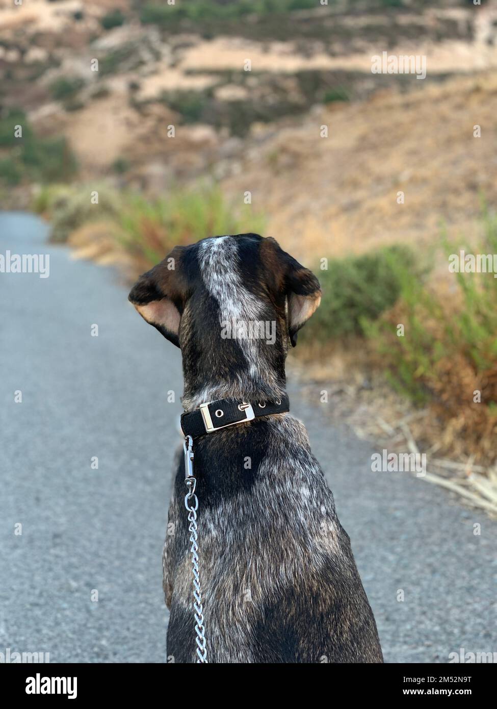 Back of dogs head hi-res stock photography and images - Alamy
