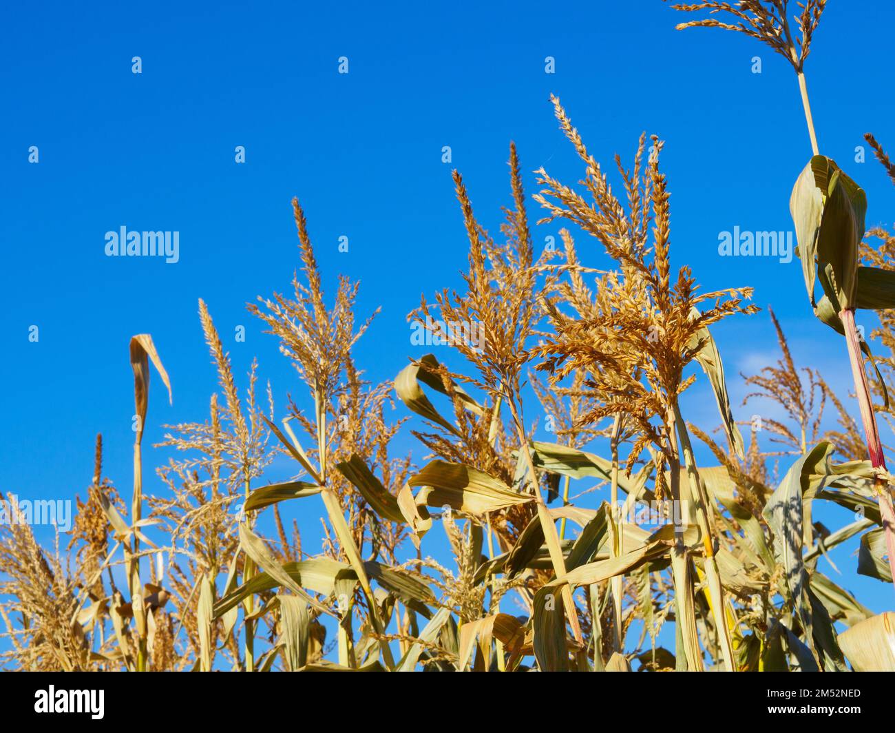 Dry corn stalks against blue sky on clear summer day. Agricultural ...