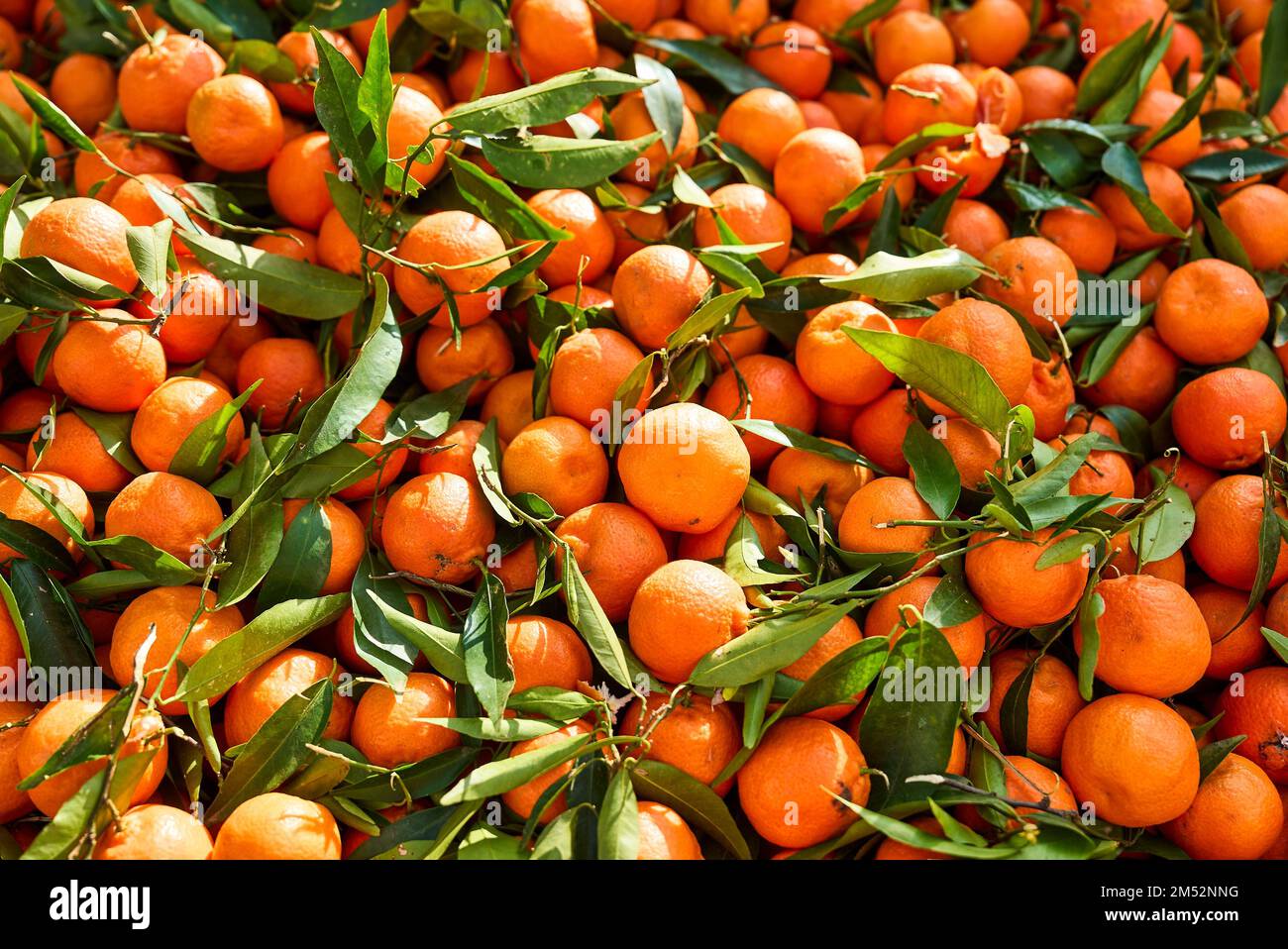 Fresh ripe tangerines stems hi-res stock photography and images - Alamy