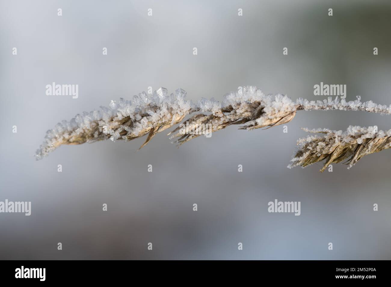 Close-up of a dry blade of grass in winter, on which single crystals ...
