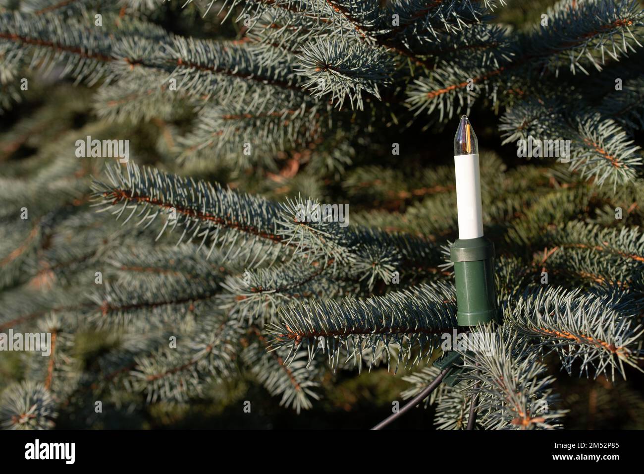 an electric candle has been stuck to the branch of a fir tree. But the ...