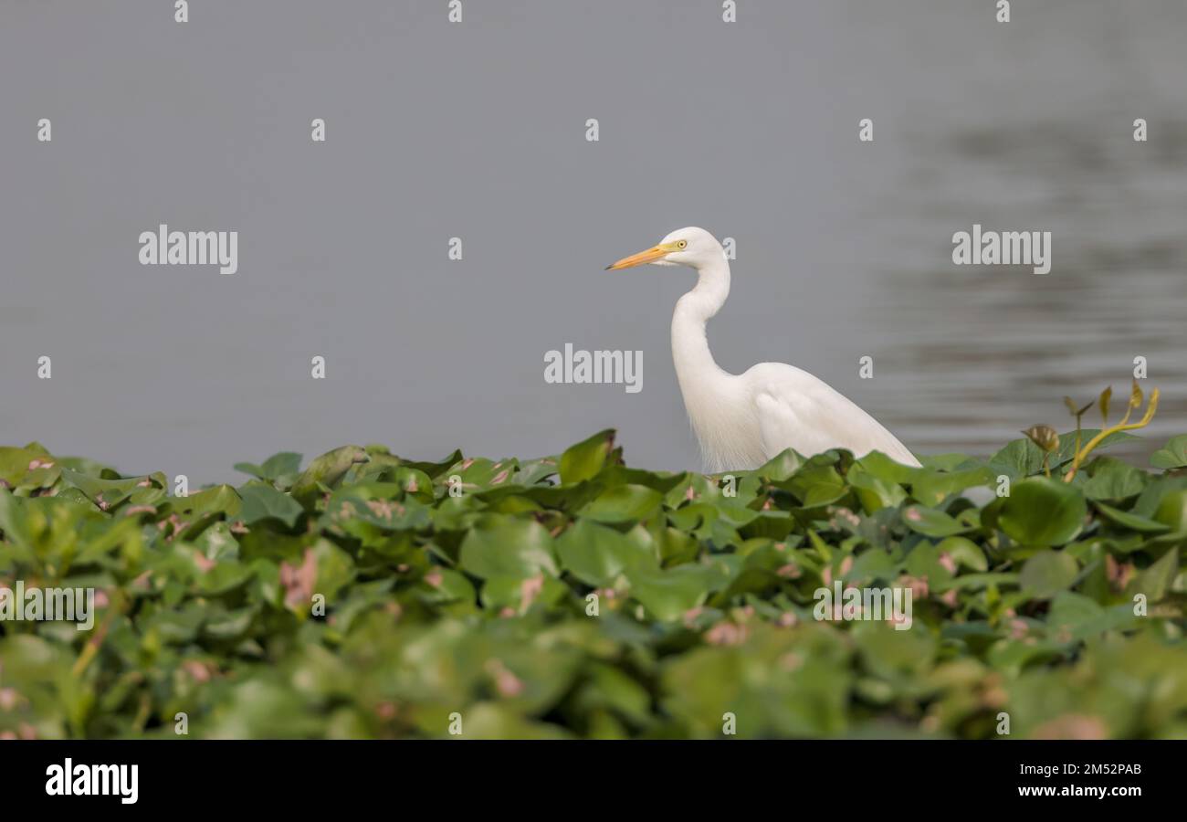 intermediate egret, median egret, smaller egret, or yellow-billed egret ...