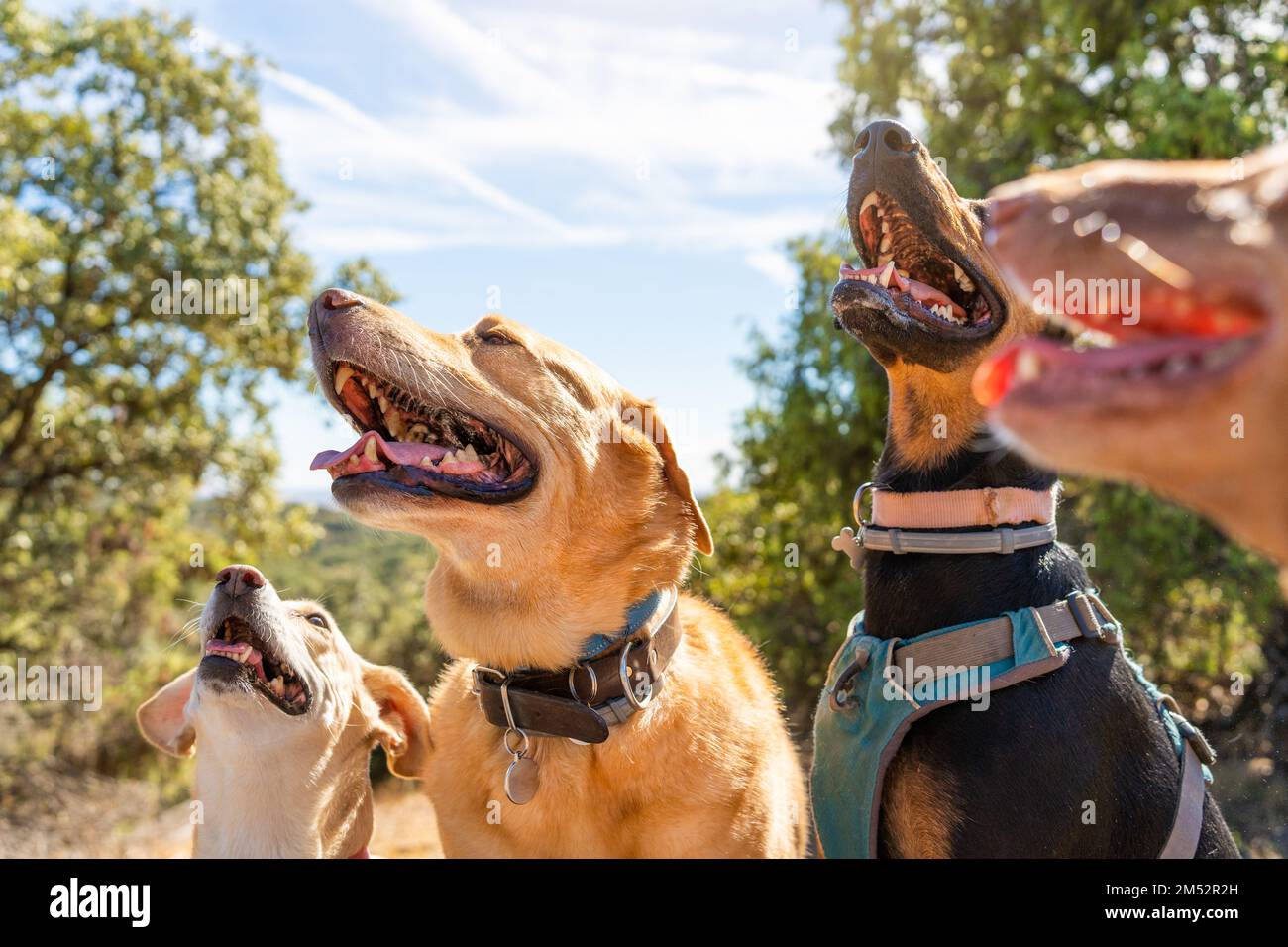 Different breeds dogs hi-res stock photography and images - Alamy