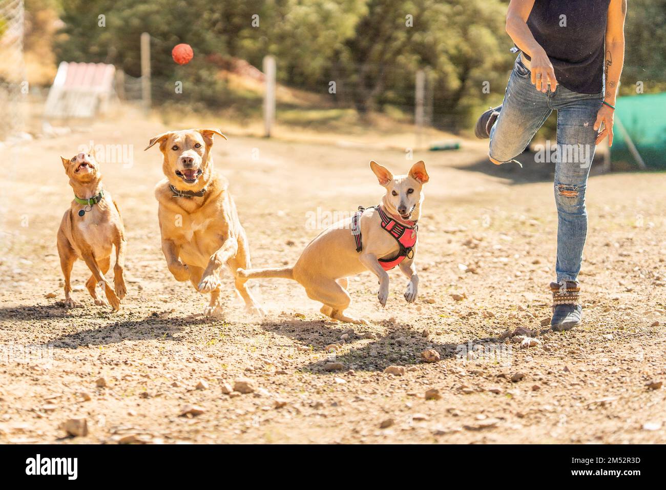 Owner throwing a ball to several dogs to play in a park Stock Photo - Alamy