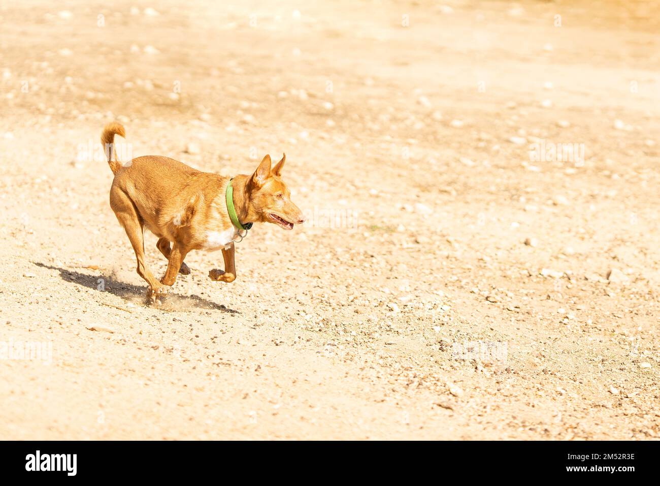 Run after a dog hi-res stock photography and images - Alamy