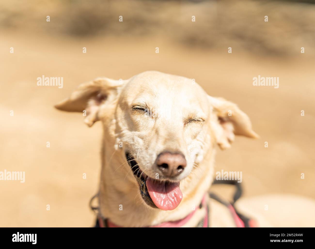 Podengo and labrador mongrel dog laughing in a park Stock Photo - Alamy