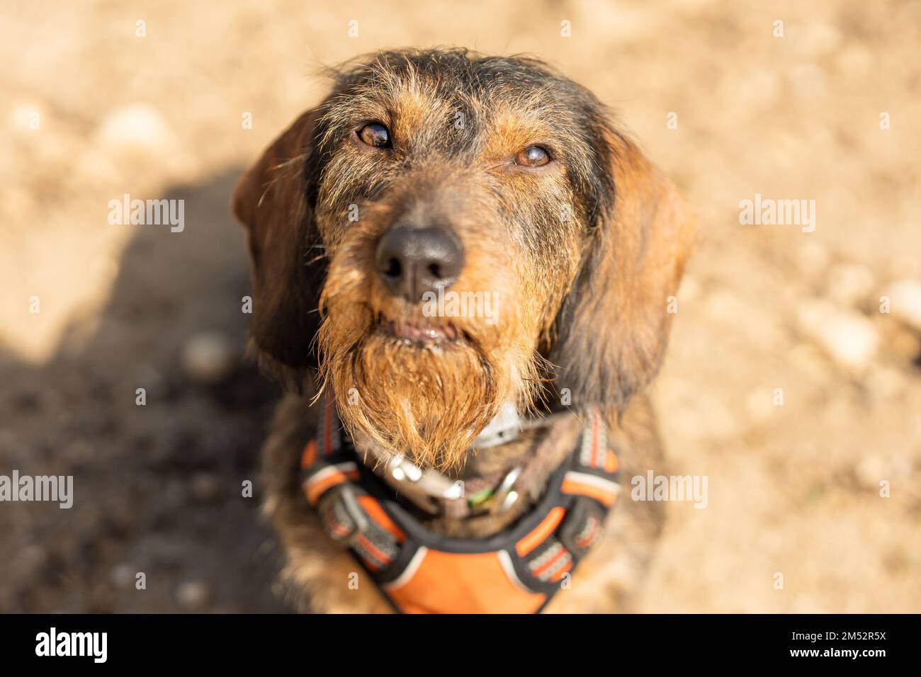 Hunter dachshund hi-res stock photography and images - Alamy