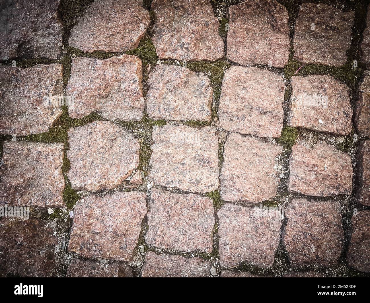 close up. Cobblestone pavement with moss growing between the stones ...