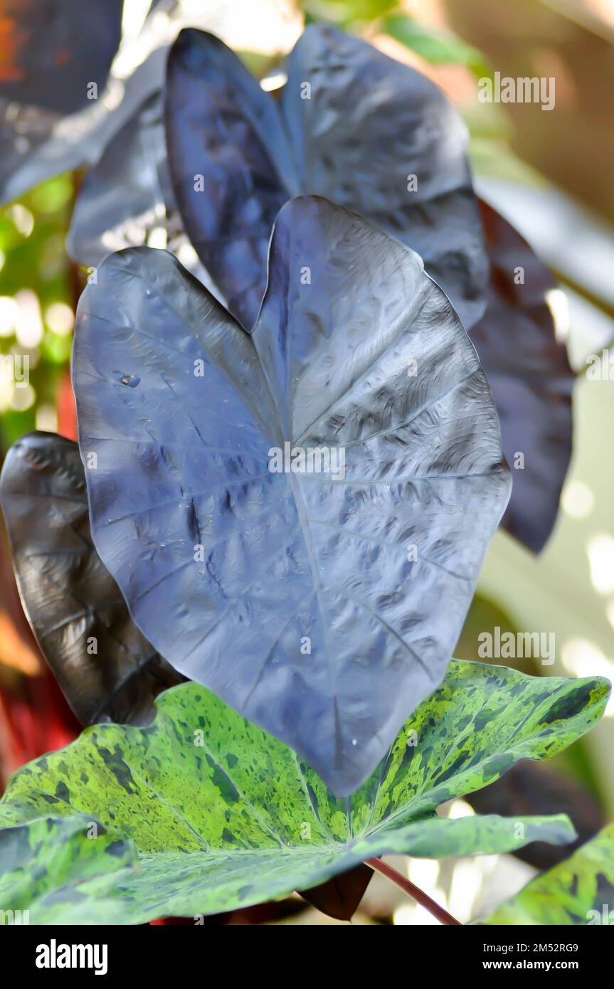 colocasia black ripple , Colocasia or black Colocasia plant Stock Photo ...