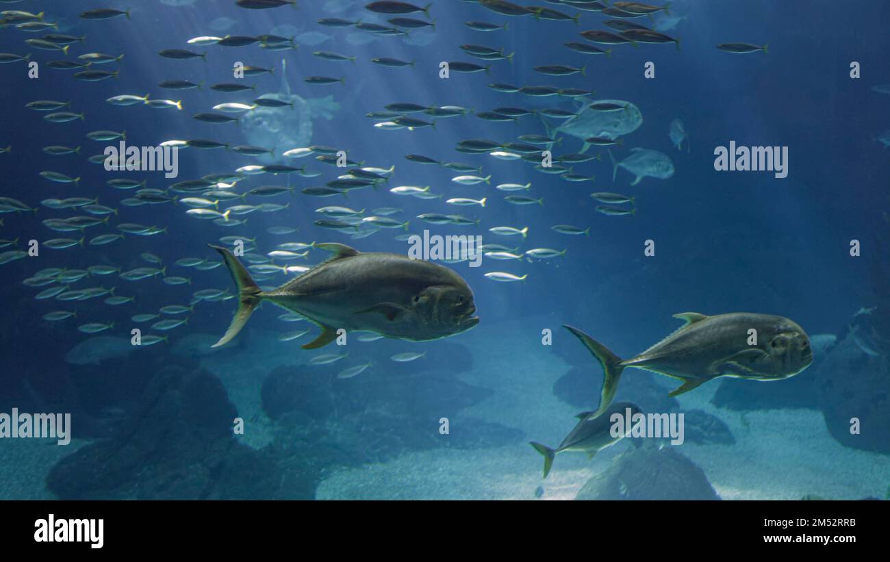 Xareu fish hi-res stock photography and images - Alamy