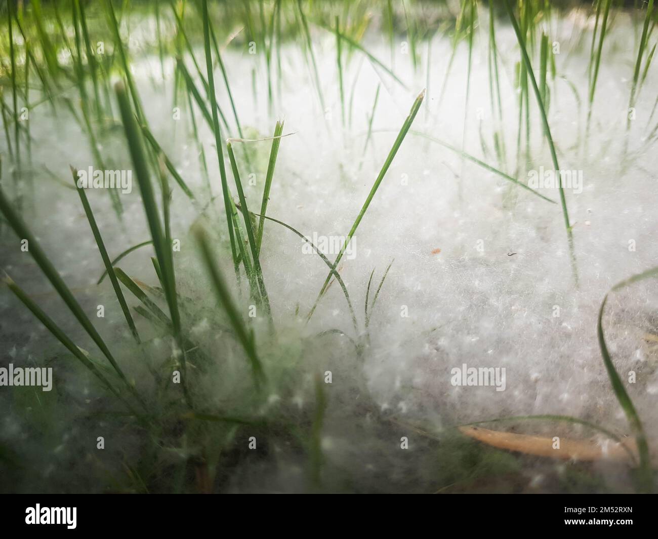 Poplar fluff lying in the grass, covering the ground Stock Photo - Alamy