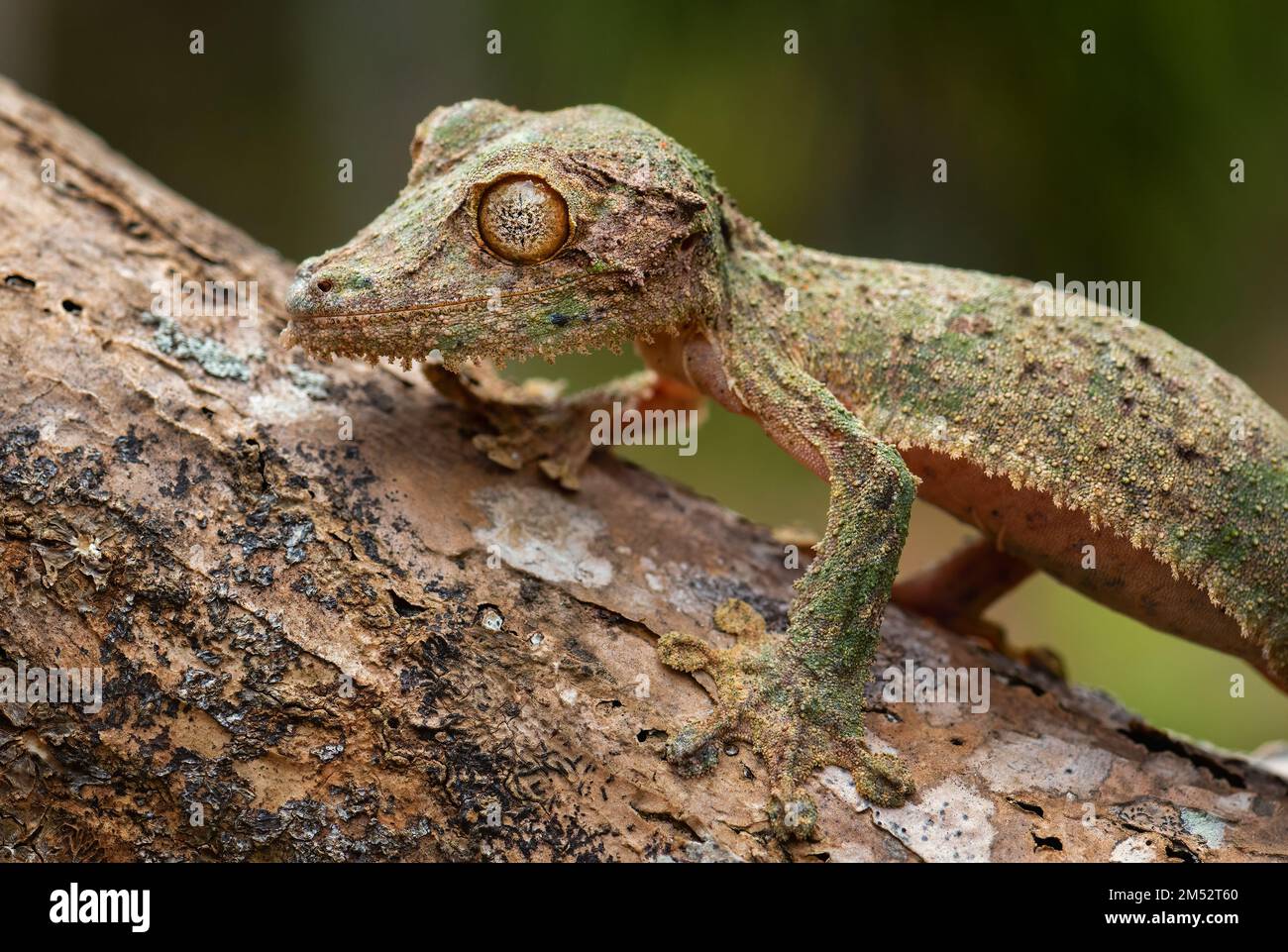 Southern Leaf-tail Gecko - Uroplatus sikorae, rain forest, Madagascar ...