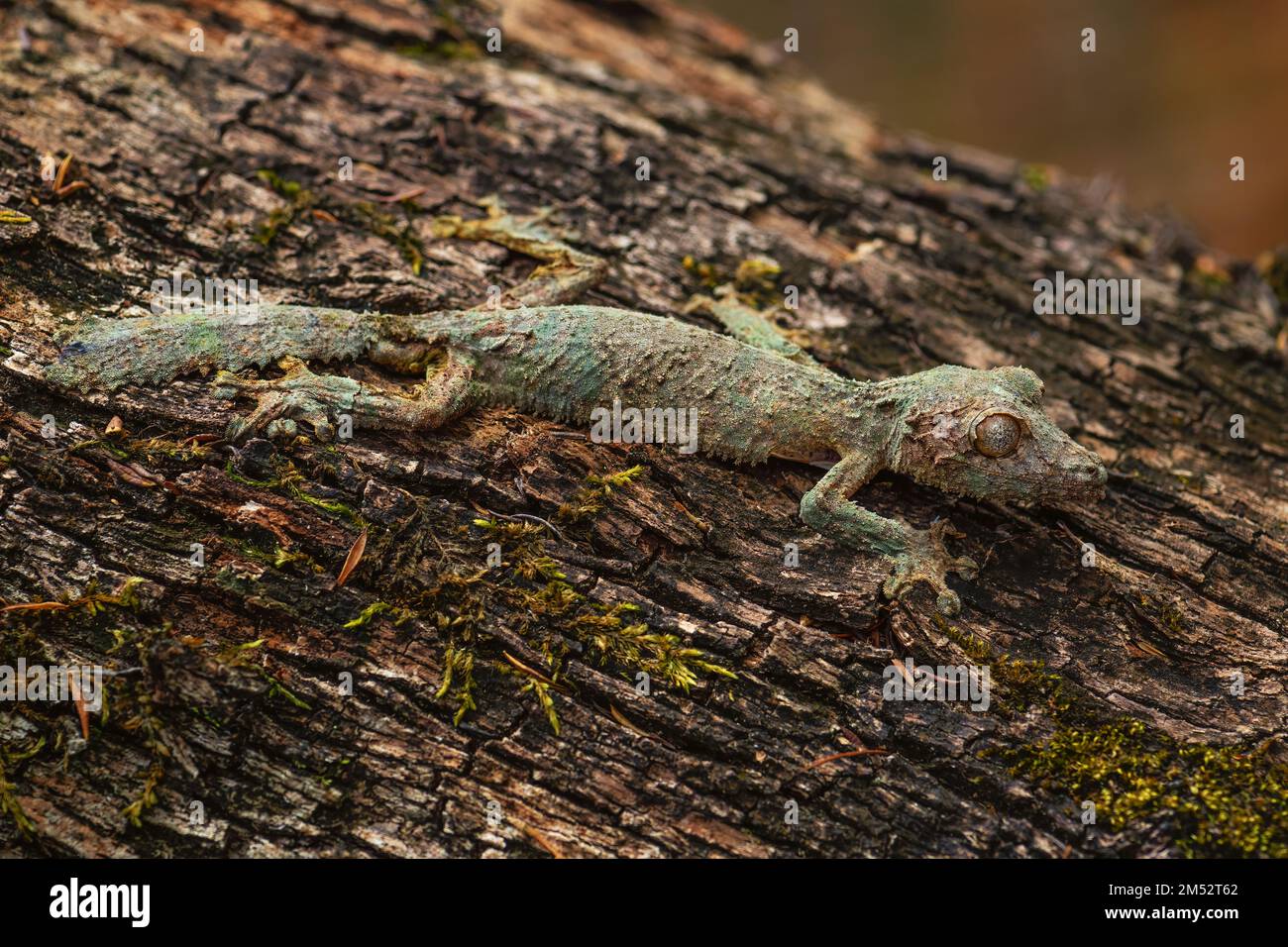Southern Leaf-tail Gecko - Uroplatus sikorae, rain forest, Madagascar ...