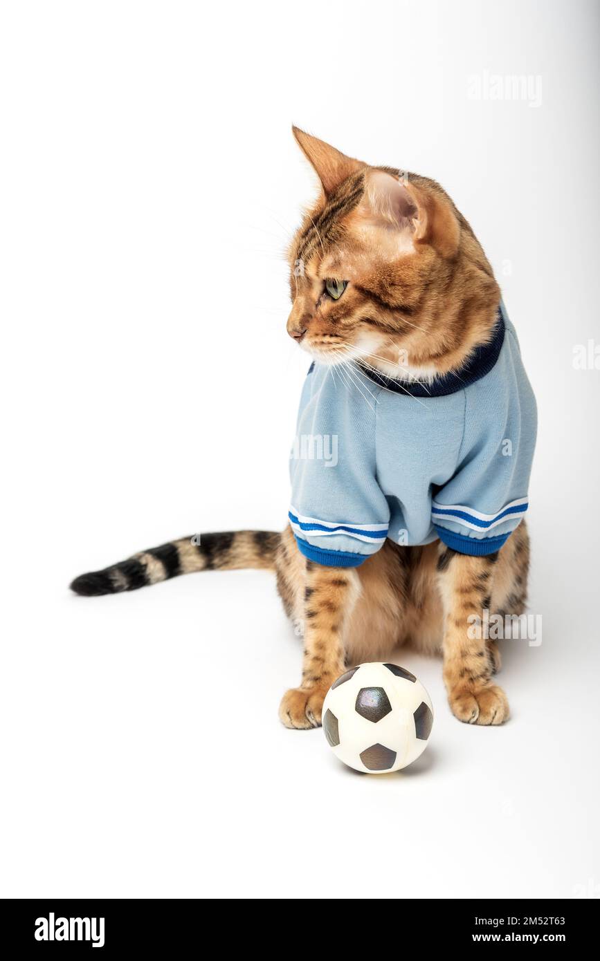 Bengal cat - football player in a T-shirt and with a ball is isolated ...